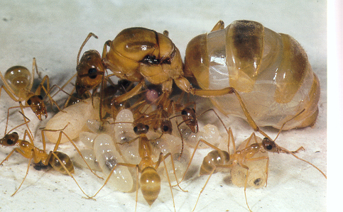 Reine Des Fourmis